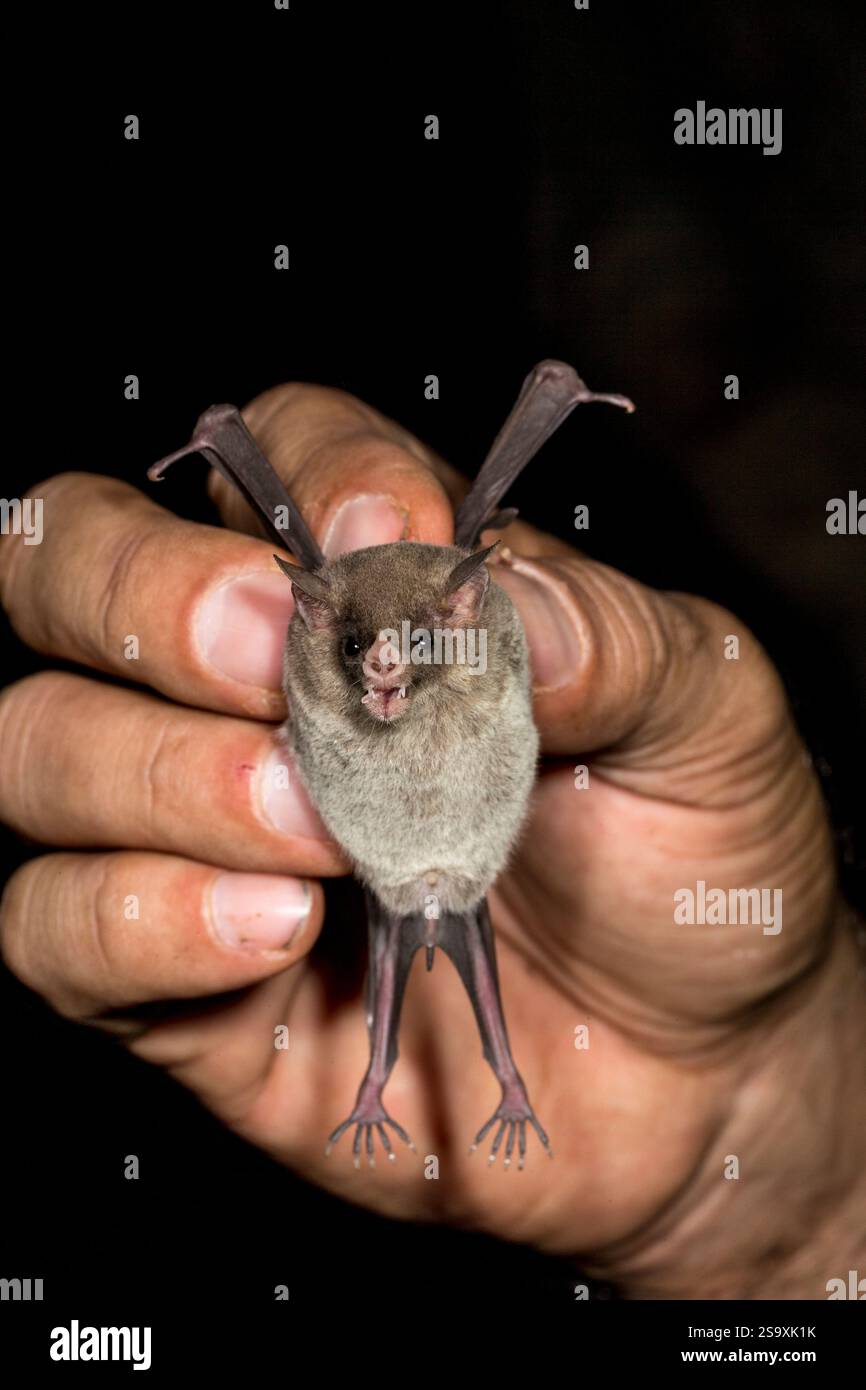 Captured bats are safely examined for a research project in ...