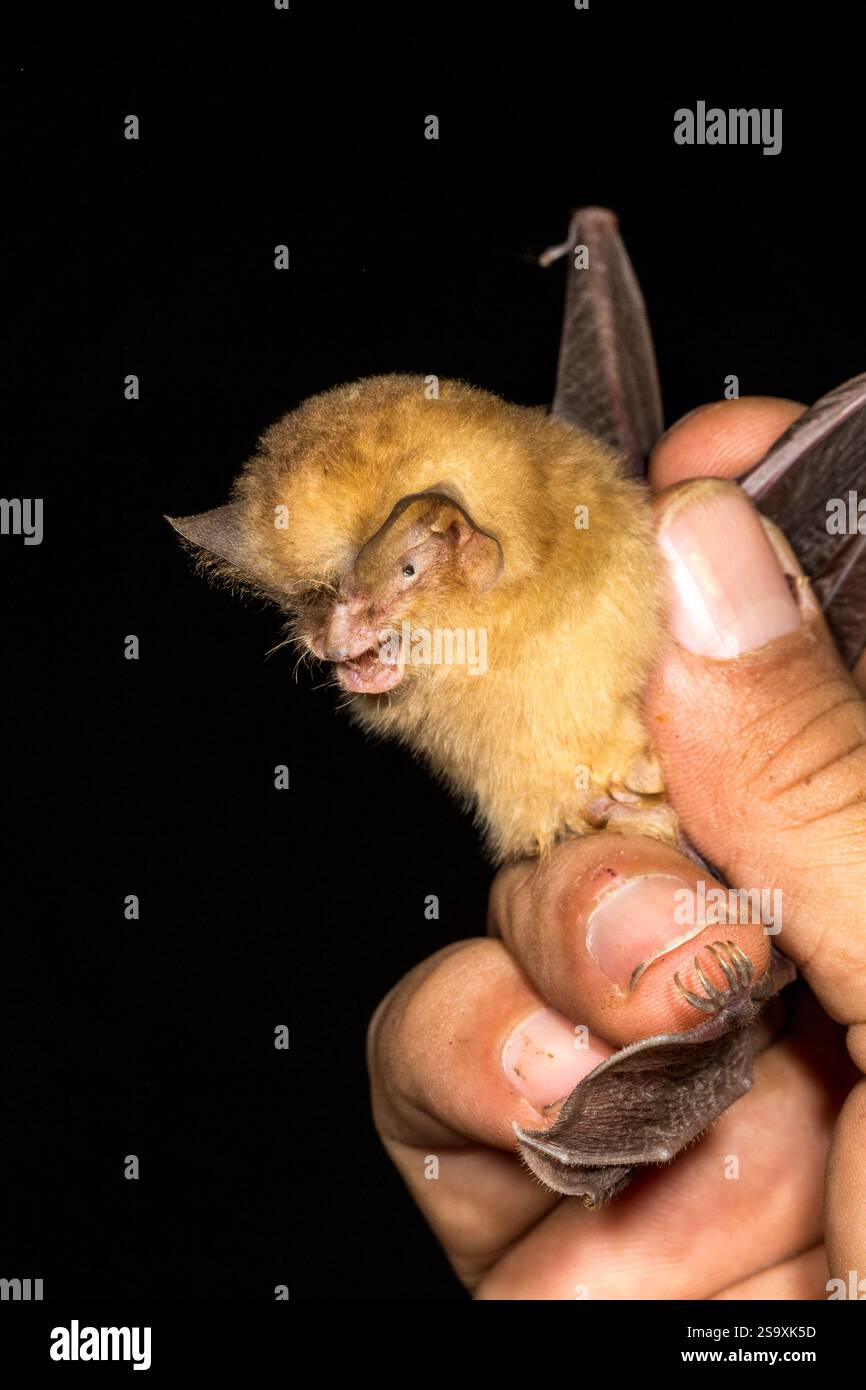 Cuban funnel eared bat hi-res stock photography and images - Alamy