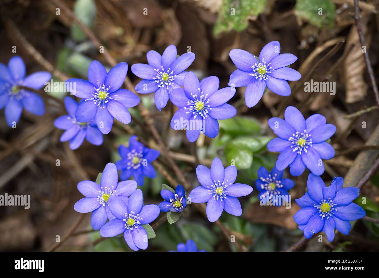 Cluster of vividly colored blue Anemone hepatica flowers growing amidst ...