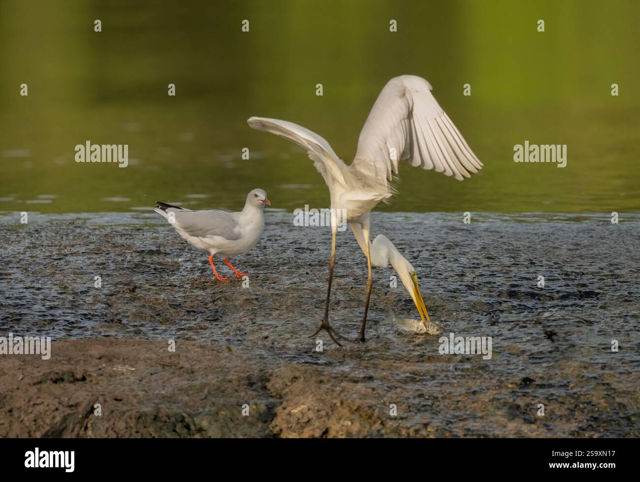 Australian largest hi-res stock photography and images - Alamy