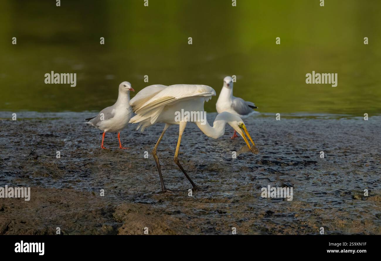 The Great Egret (Ardea modesta) is the largest of the Australian egrets ...