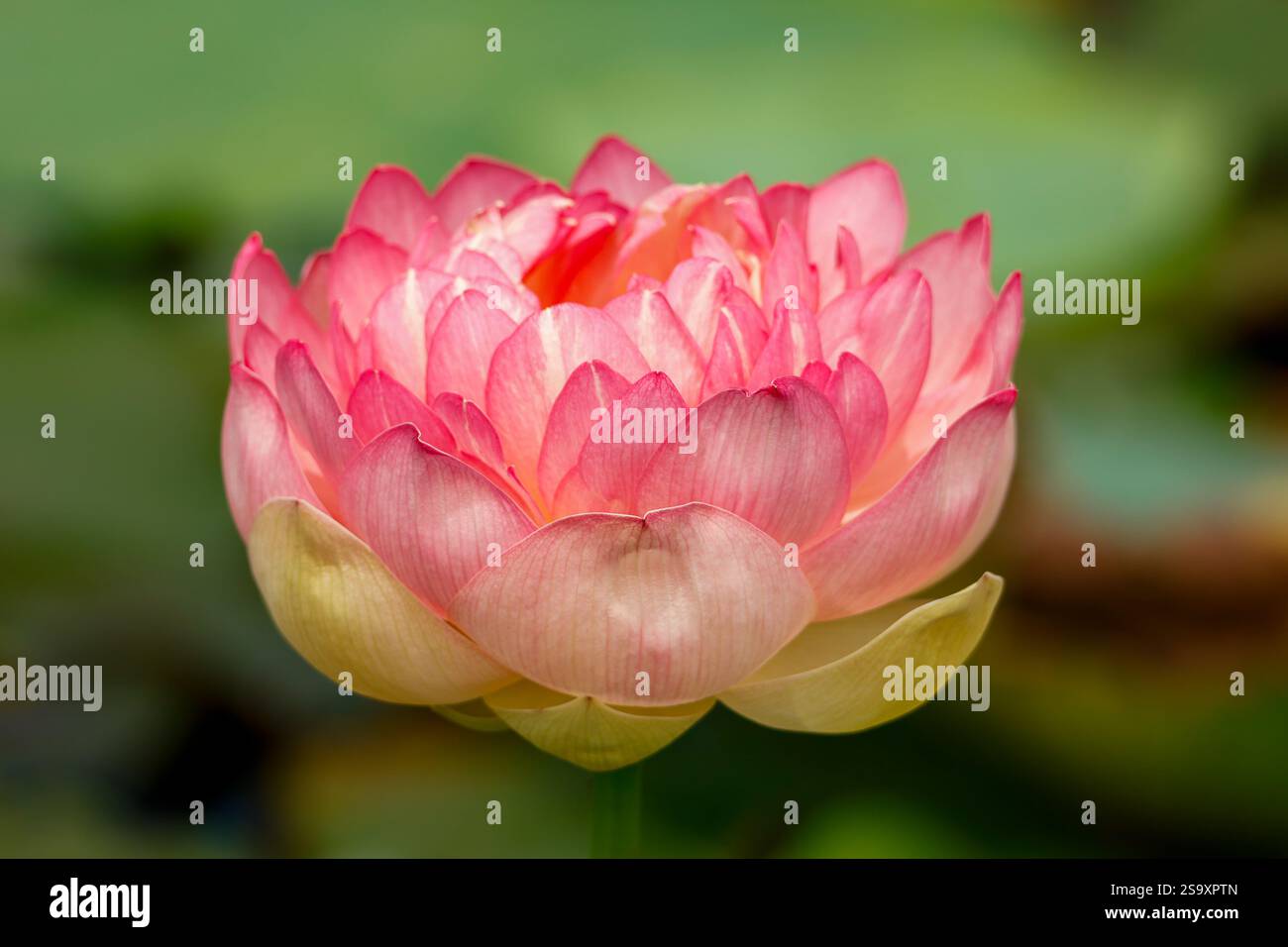 The lotus (Sanskrit: पद्म, romanized: Padmā), Nelumbo nucifera,at Lotus ...