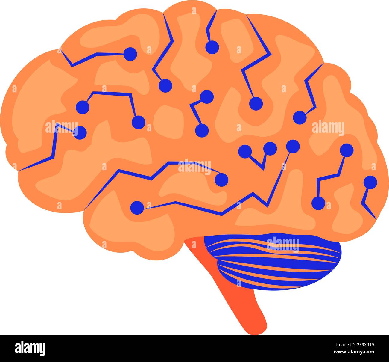 Brain with neural connections illustration Stock Vector Image & Art - Alamy