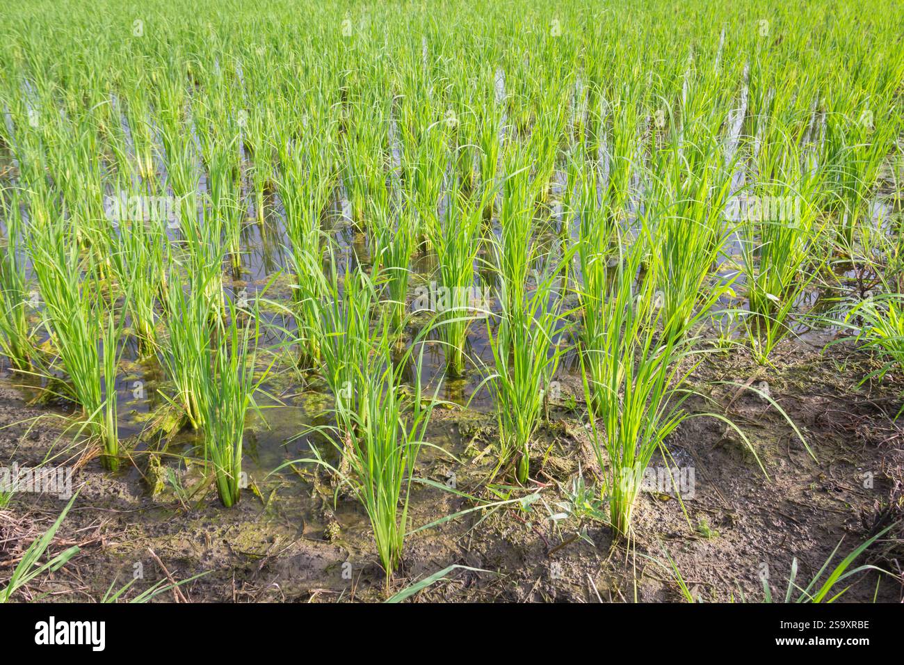 rice field in early stage Stock Photo - Alamy