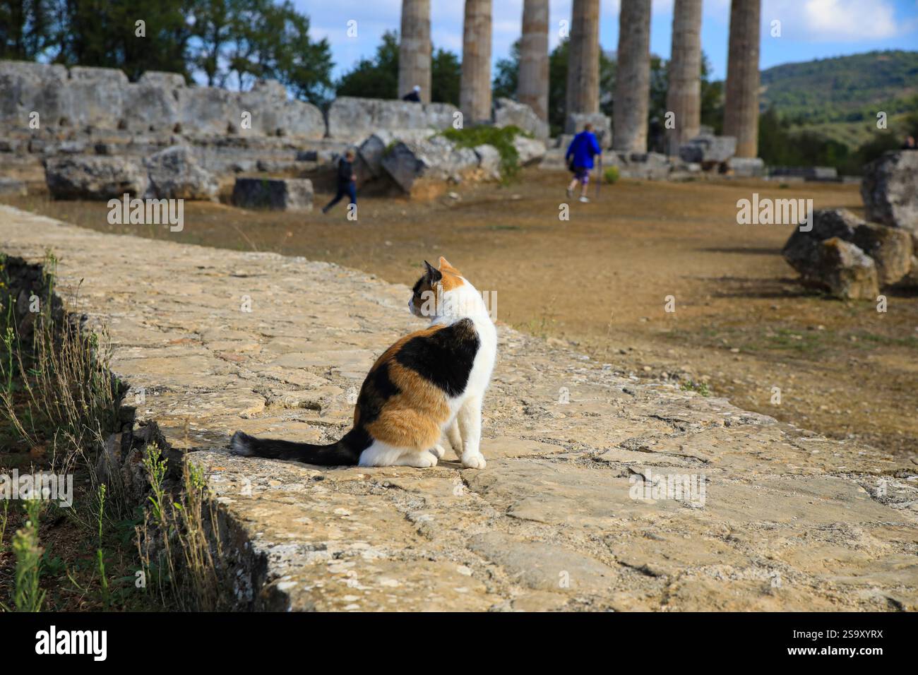 Nemea, Greece. Ancient city of Nemea with Doric columns, a calico cat ...