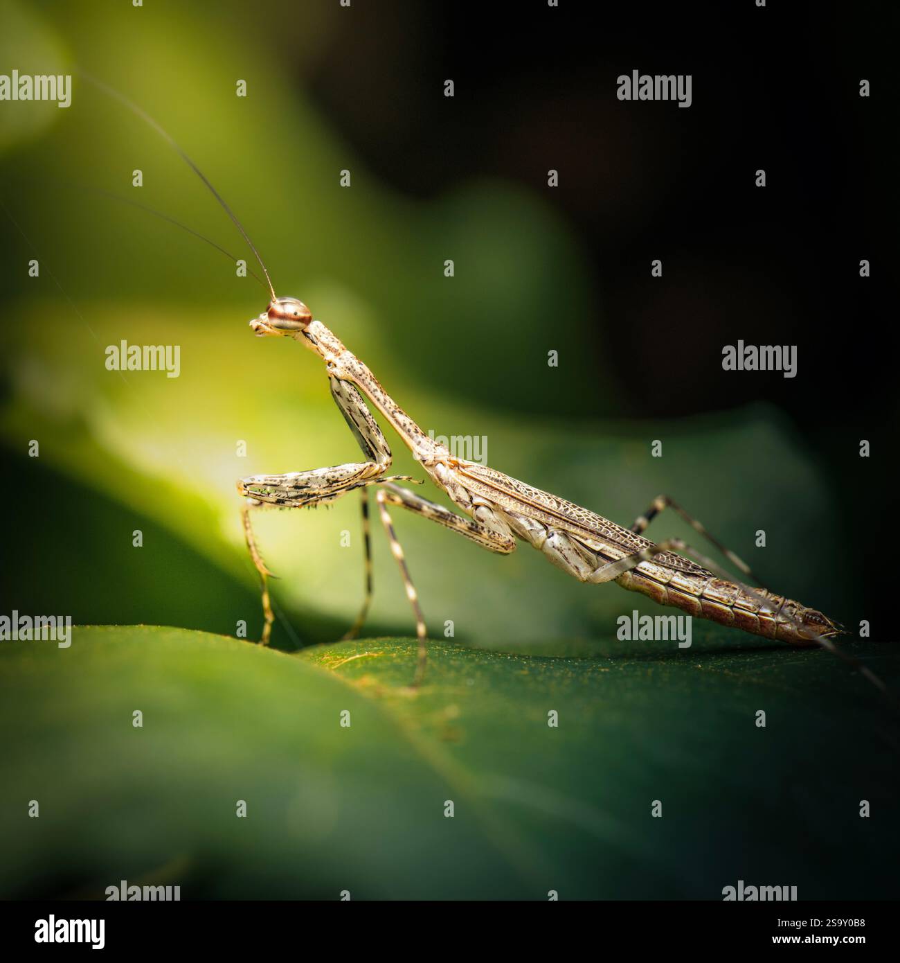 The Eastern Tree-running Mantis also called Ciulfina biseriata is a ...