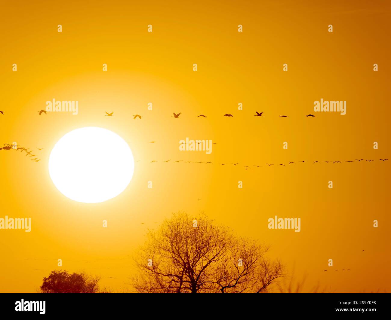 Common cranes returning to their roosting place during a stop during ...