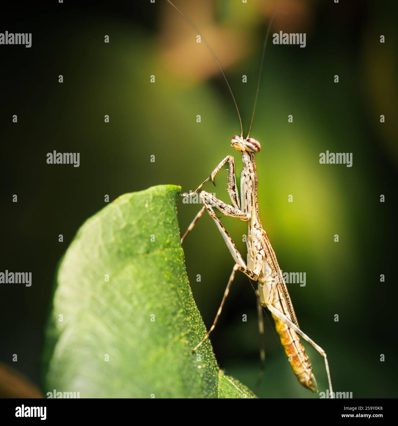 The Eastern Tree-running Mantis also called Ciulfina biseriata is a ...