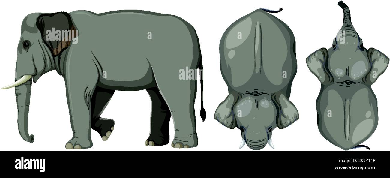 Detailed vector of elephant from different angles Stock Vector Image ...