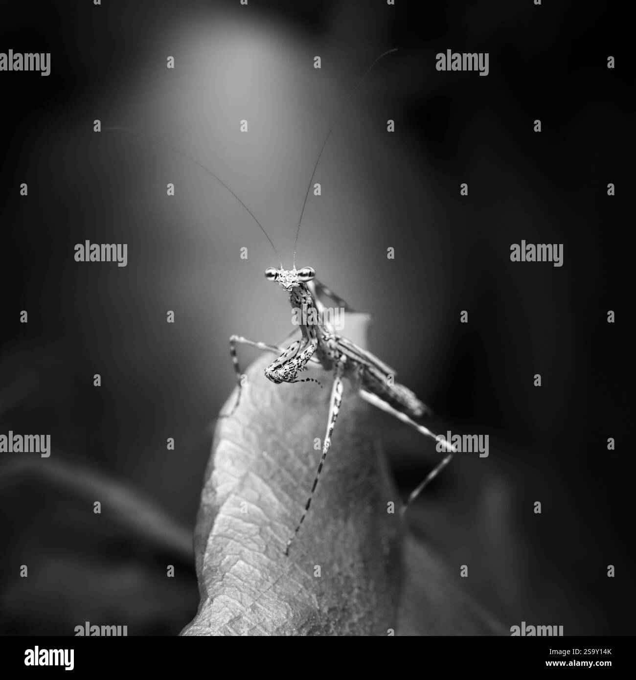 The Eastern Tree-running Mantis also called Ciulfina biseriata is a ...