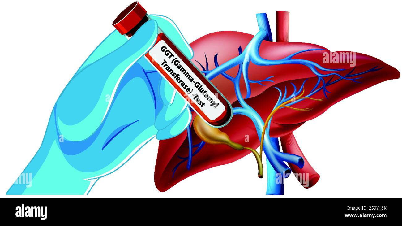 Illustration of liver and blood test vial Stock Vector Image & Art - Alamy
