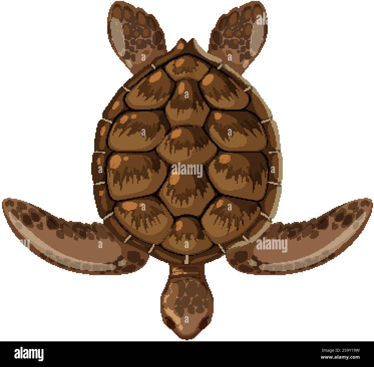 Illustration of a sea turtle from above Stock Vector Image & Art - Alamy