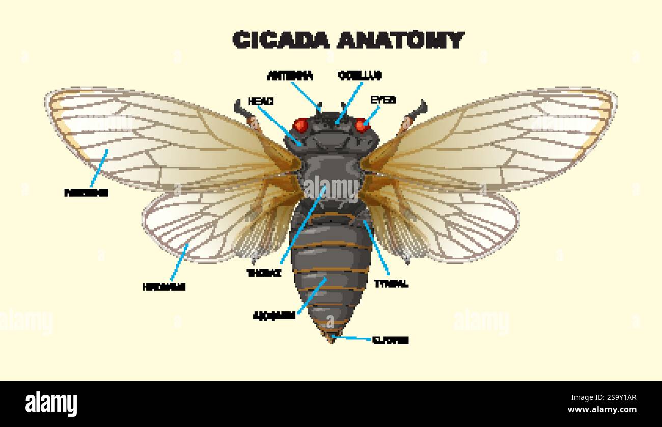 Thorax anatomy labeled hi-res stock photography and images - Alamy