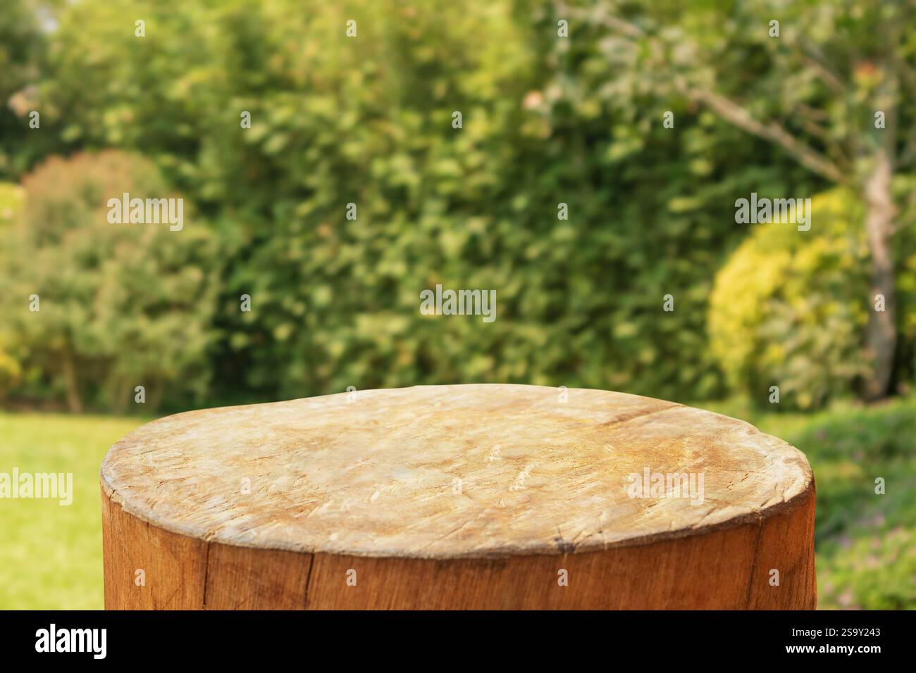 tree stump top with garden blurred background Stock Photo - Alamy