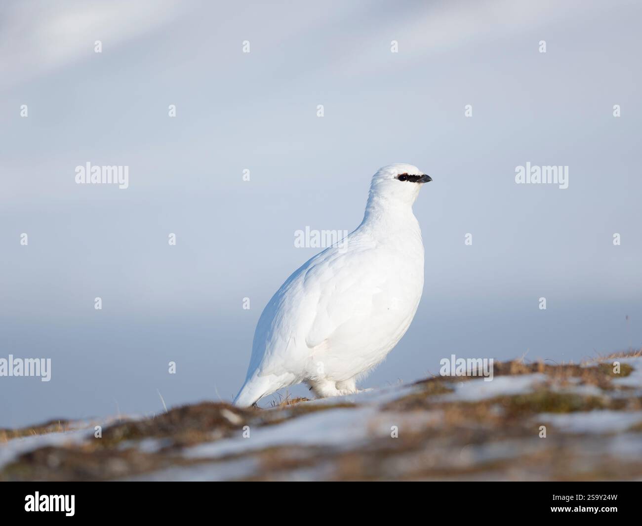 Rock Ptarmigan, during winter in the tundra of Svalbard in Van ...