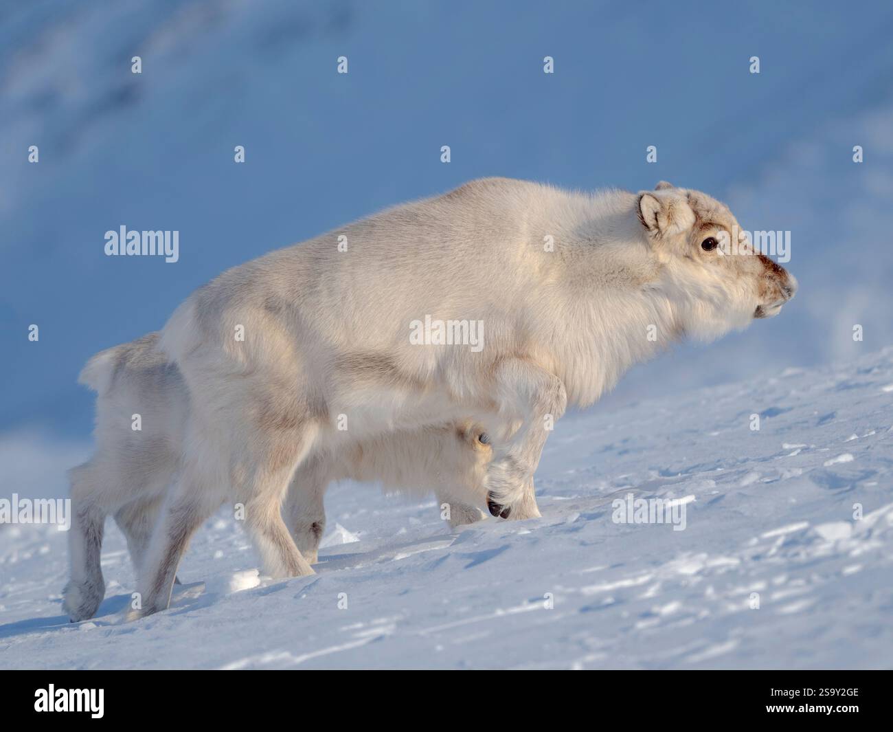 Female Svalbard Reindeer in Gronfjorden, an endemic subspecies of ...