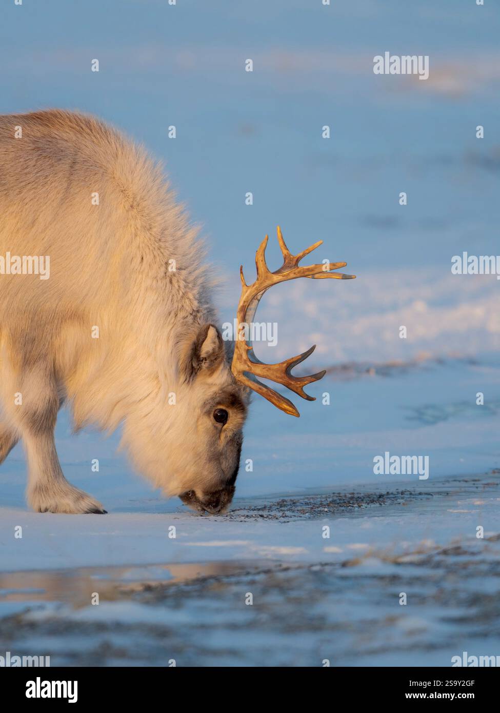 Female Svalbard Reindeer near Pyramiden, an endemic subspecies of ...