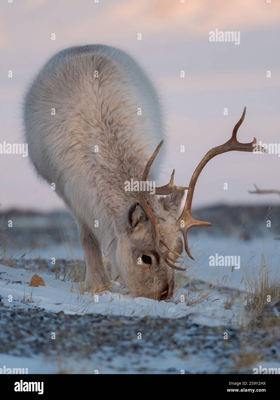 Female Svalbard Reindeer near Pyramiden, an endemic subspecies of ...