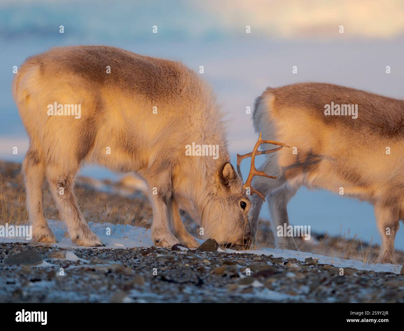 Female Svalbard Reindeer near Pyramiden, an endemic subspecies of ...
