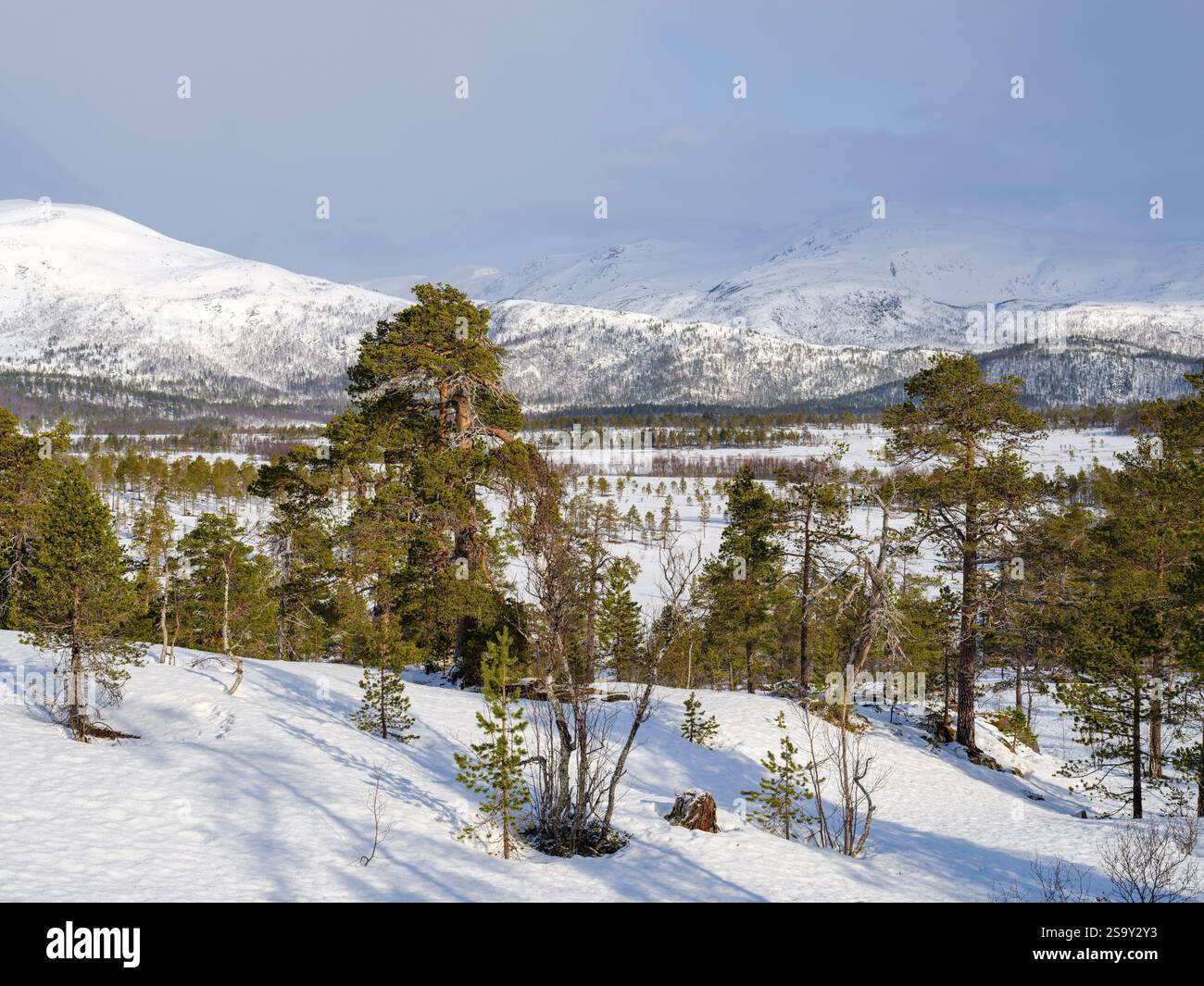 Landscape at Anderdalen National Park with protected coastal old growth ...