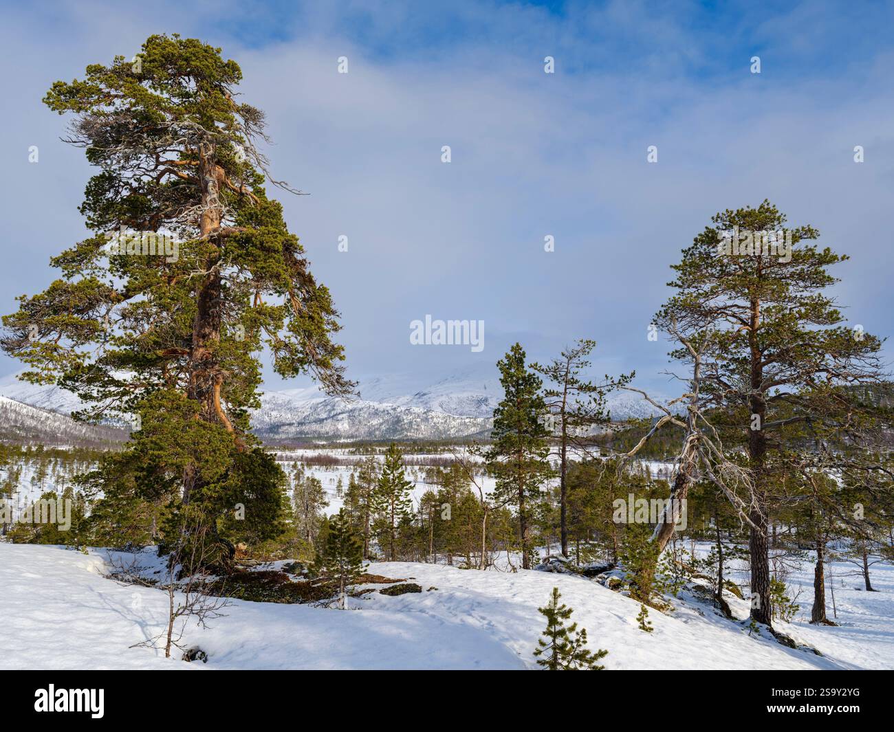 Landscape at Anderdalen National Park with protected coastal old growth ...