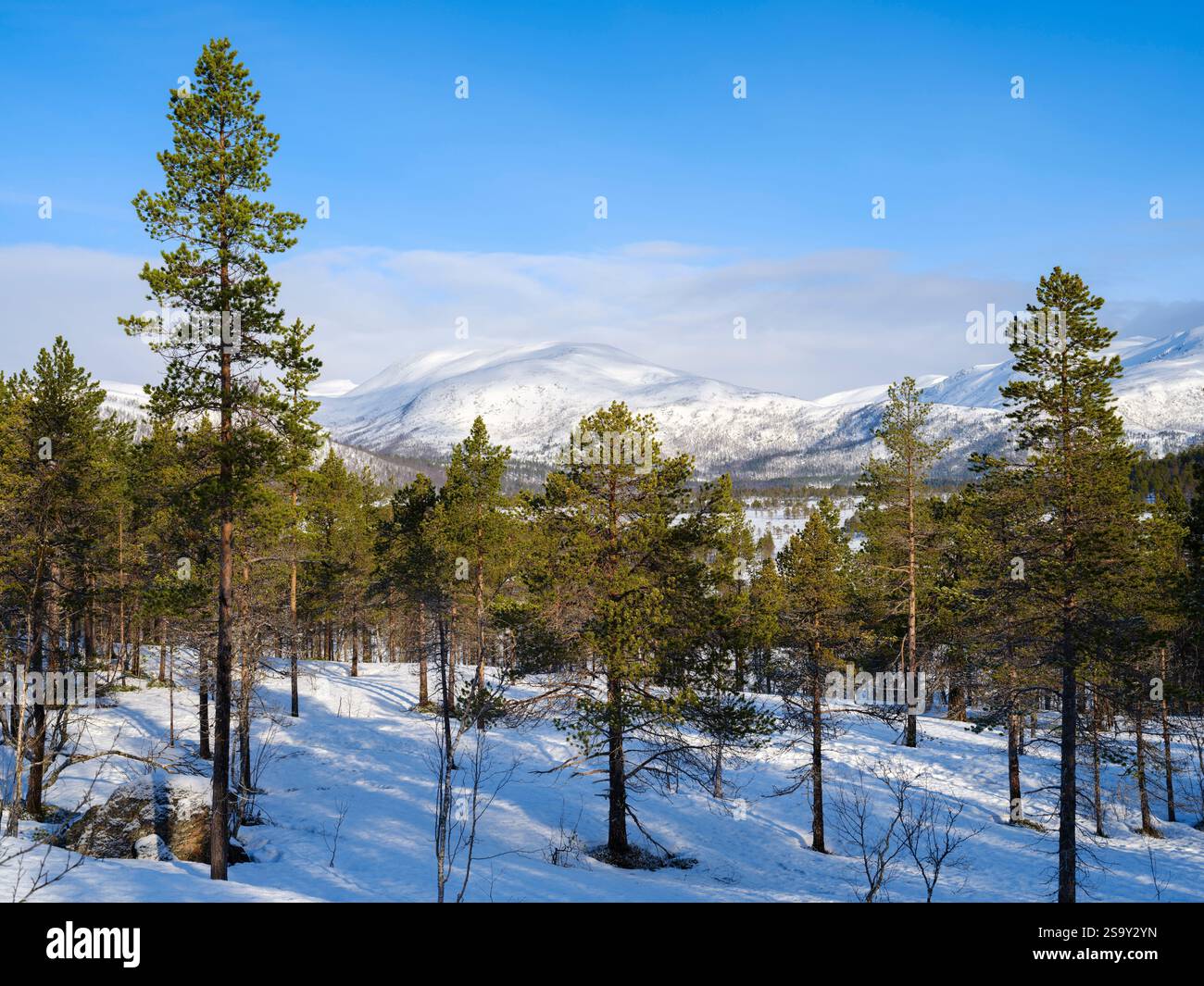 Landscape at Anderdalen National Park with protected coastal old growth ...