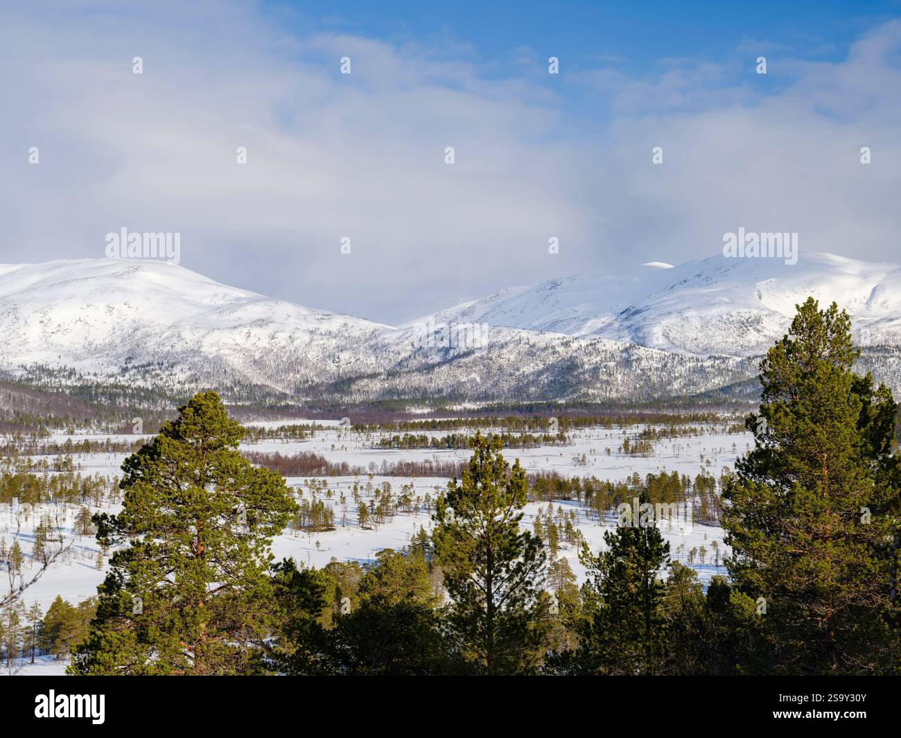 Landscape at Anderdalen National Park with protected coastal old growth ...