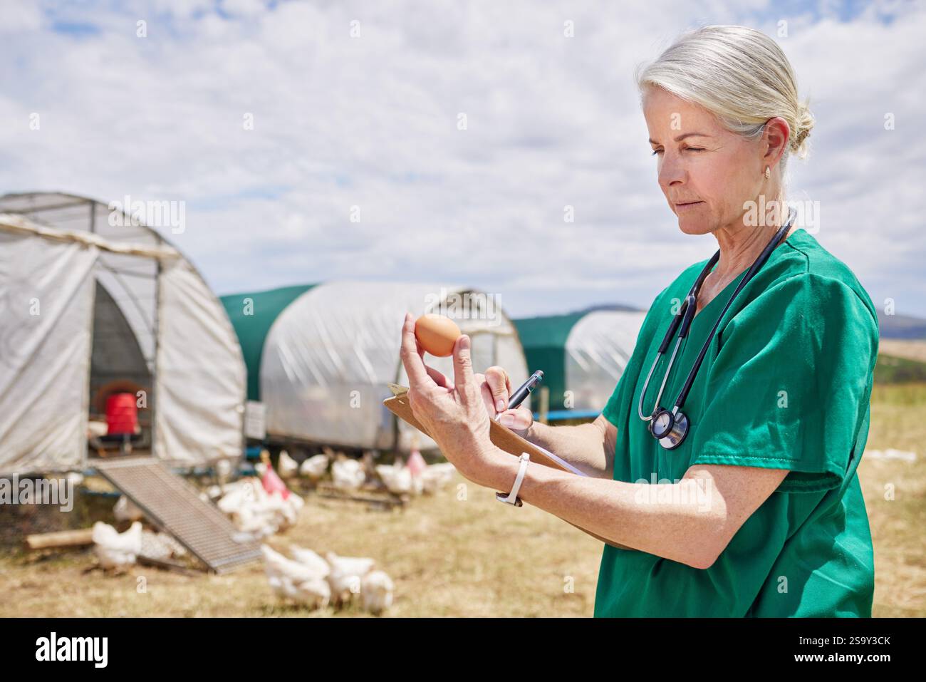 Chicken veterinarian, farm and woman with egg for health, food safety ...