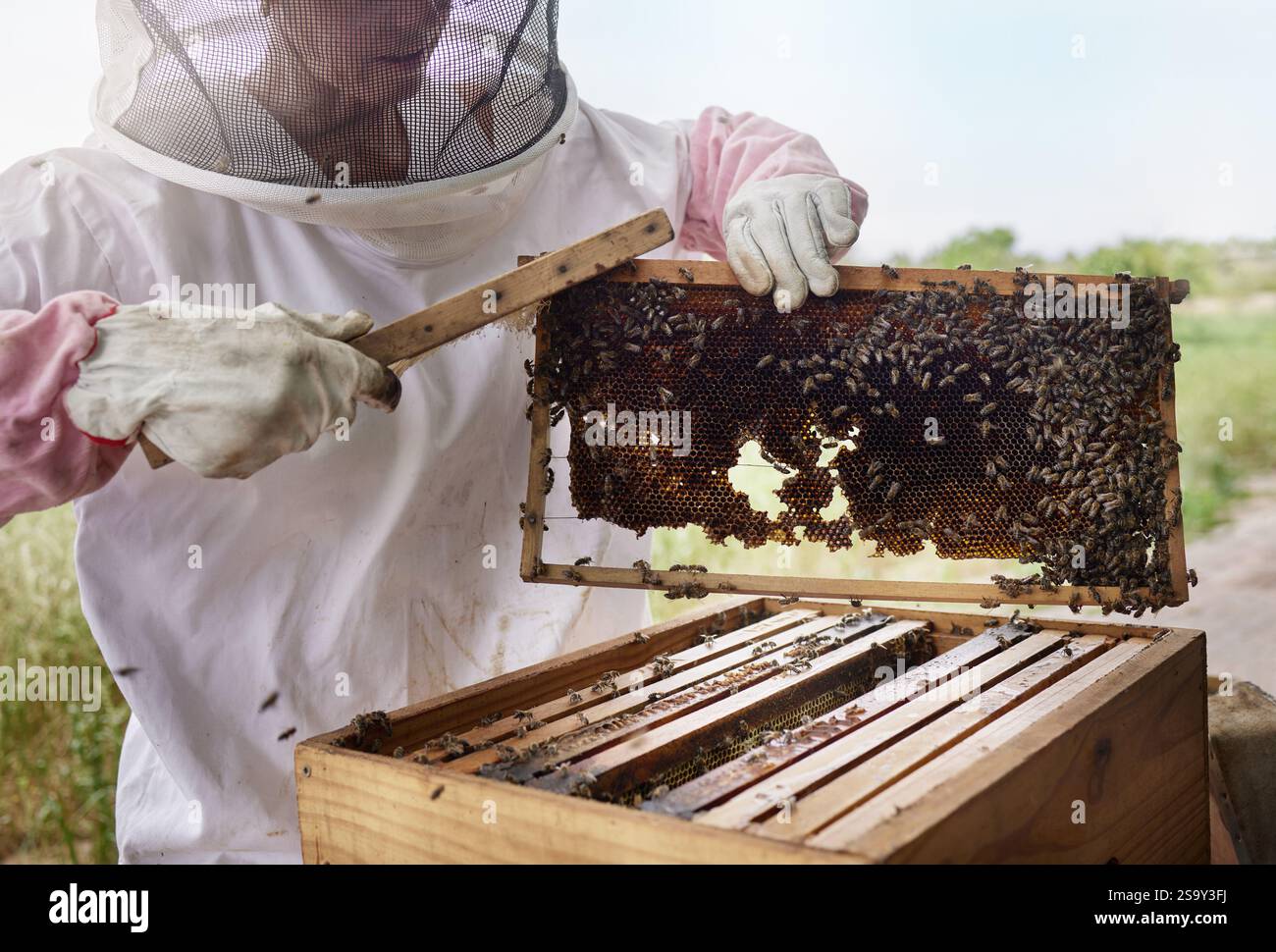 Farmer, beekeeper and hive frame on farm for honey production ...