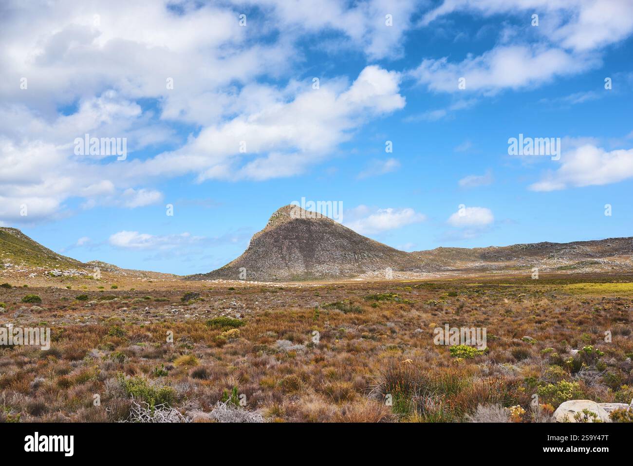 Landscape, mountain and outdoor with fynbos shrubs at nature reserve ...