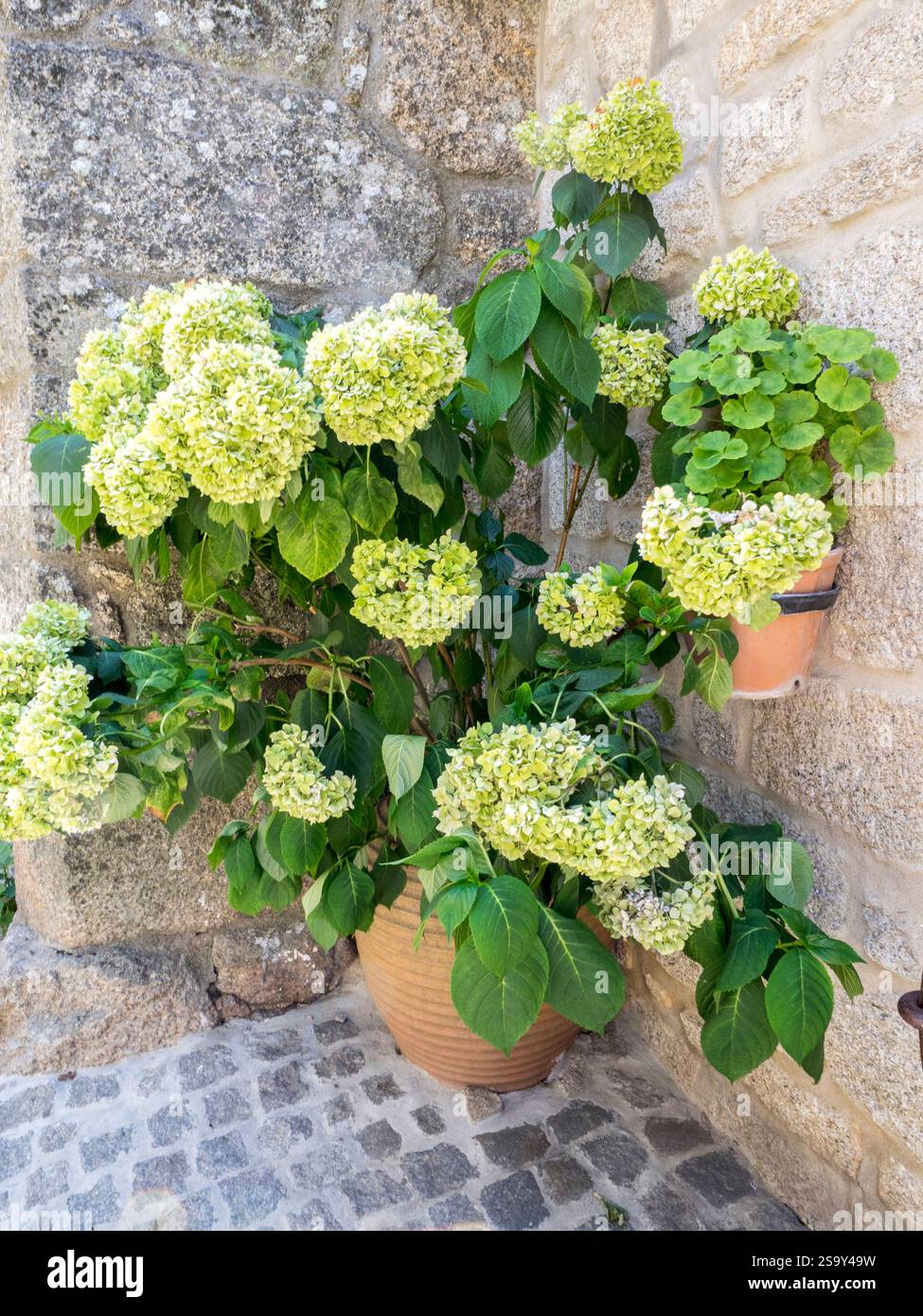 Planter filled with green hydrangeas in the ancient Portuguese village ...