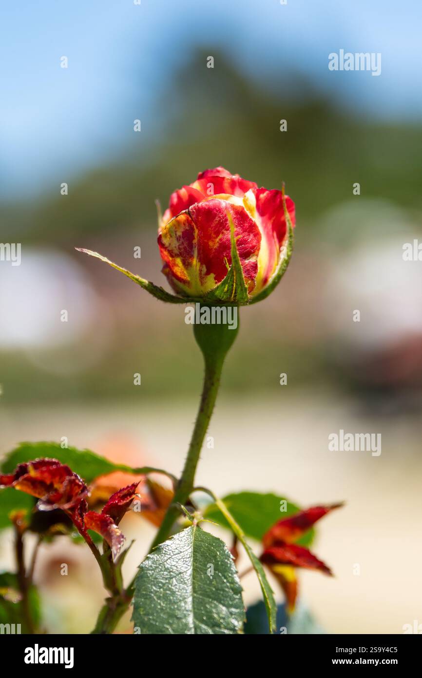 Single rose bud blooming into a flower Stock Photo - Alamy