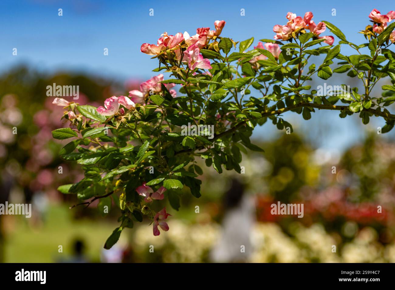 Branch of a rose please with bunch of roses at Rose garden Melbourne ...