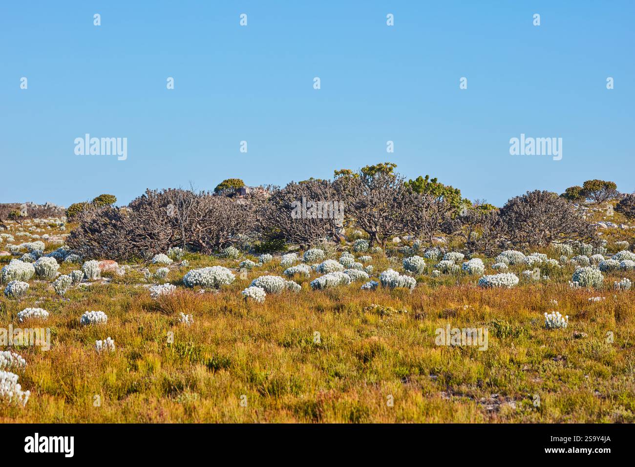 Wilderness, grass and bush with nature landscape for natural ...