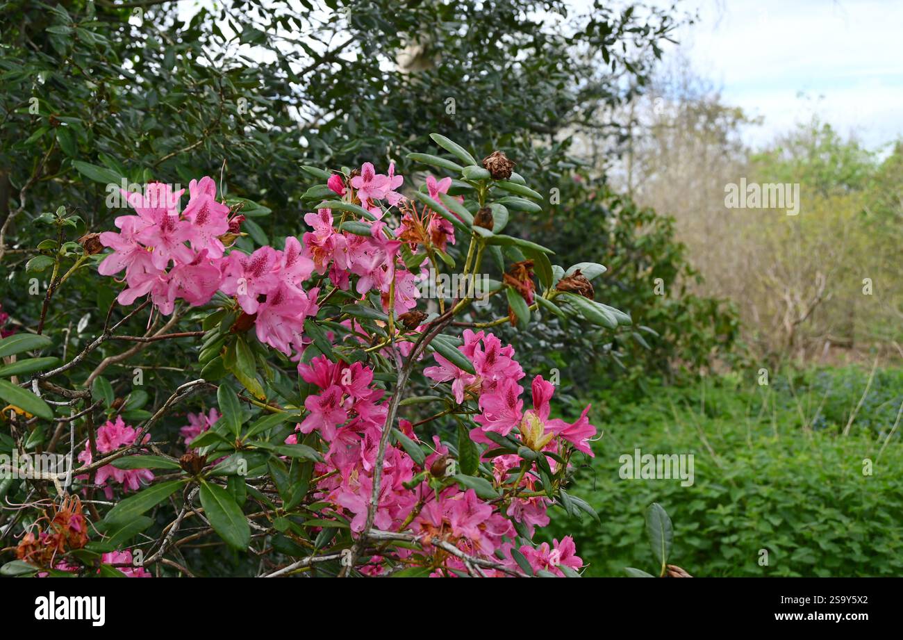 Gorgeous rhododendron tree with blossoms in Spring Stock Photo - Alamy