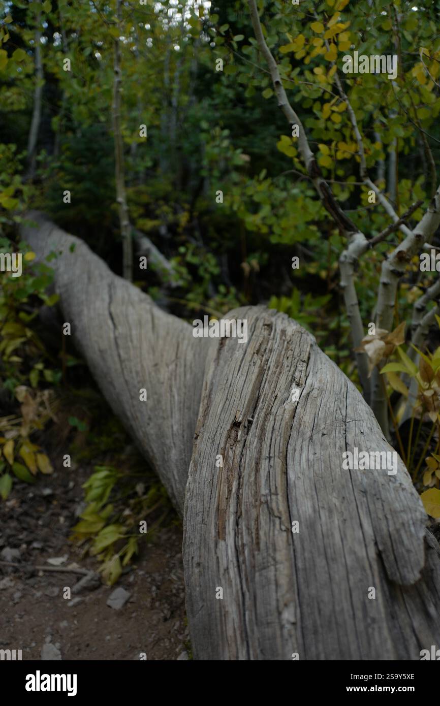 Wood trunk rests on the forest floor. It's a serene scene, capturing ...