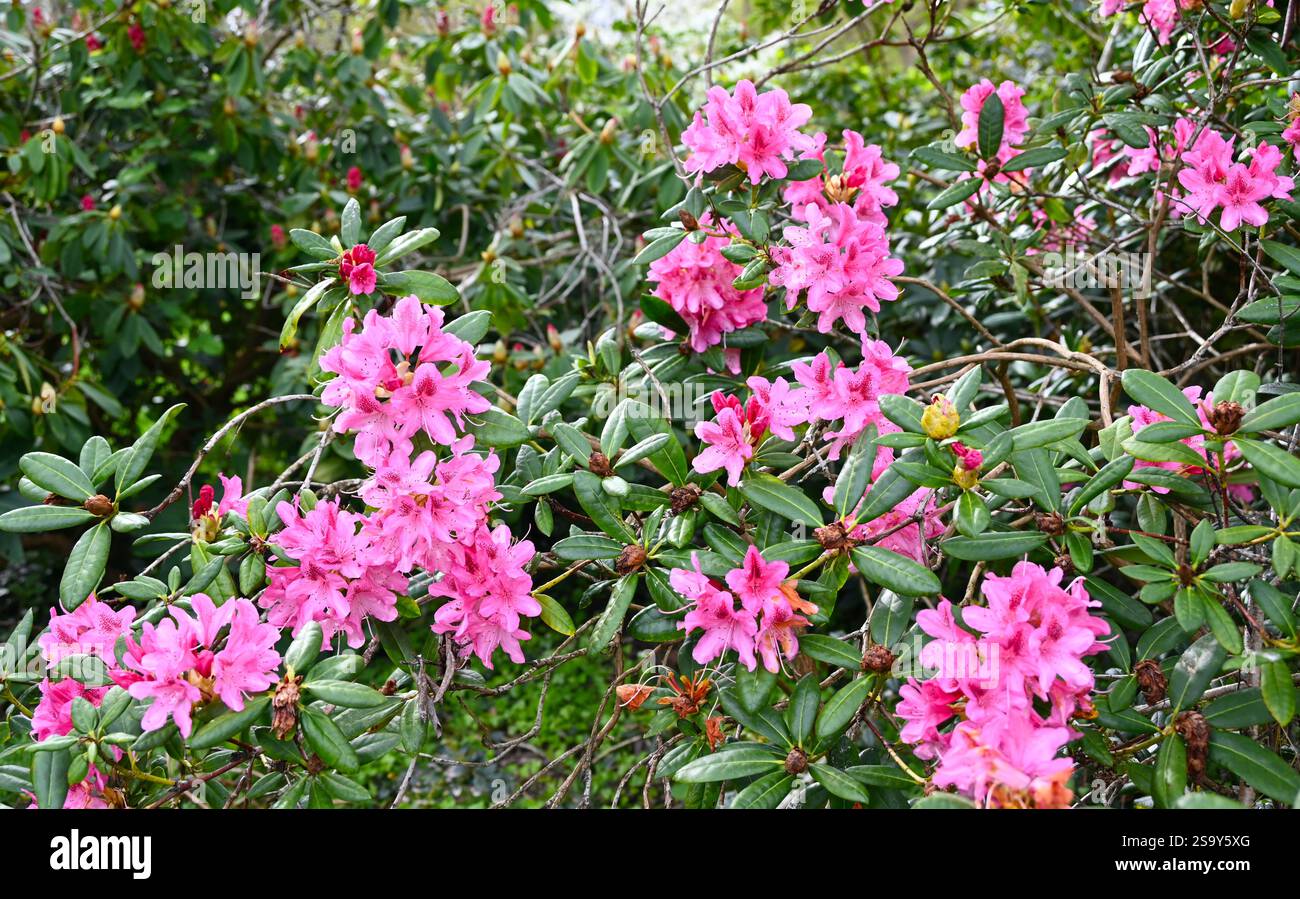 Gorgeous rhododendron tree with blossoms in Spring Stock Photo - Alamy