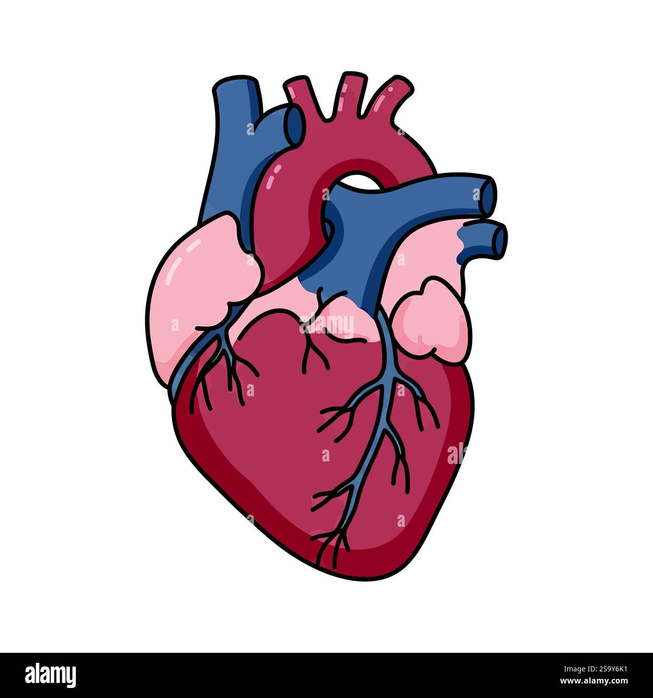 Cartoon Human Heart: Medical Illustration - Stock Vector Stock Vector ...