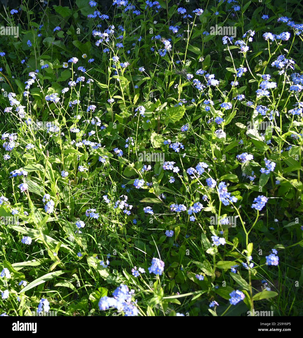 Natural forget me nots flowers growing in the garden Stock Photo - Alamy