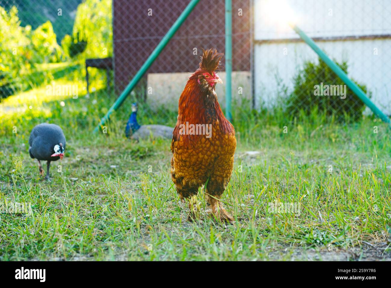 Colorful chicken walks freely in a green field with peacock and guinea ...