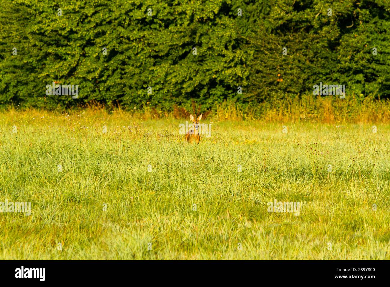 wildlife Reh auf Wiese Stock Photo - Alamy