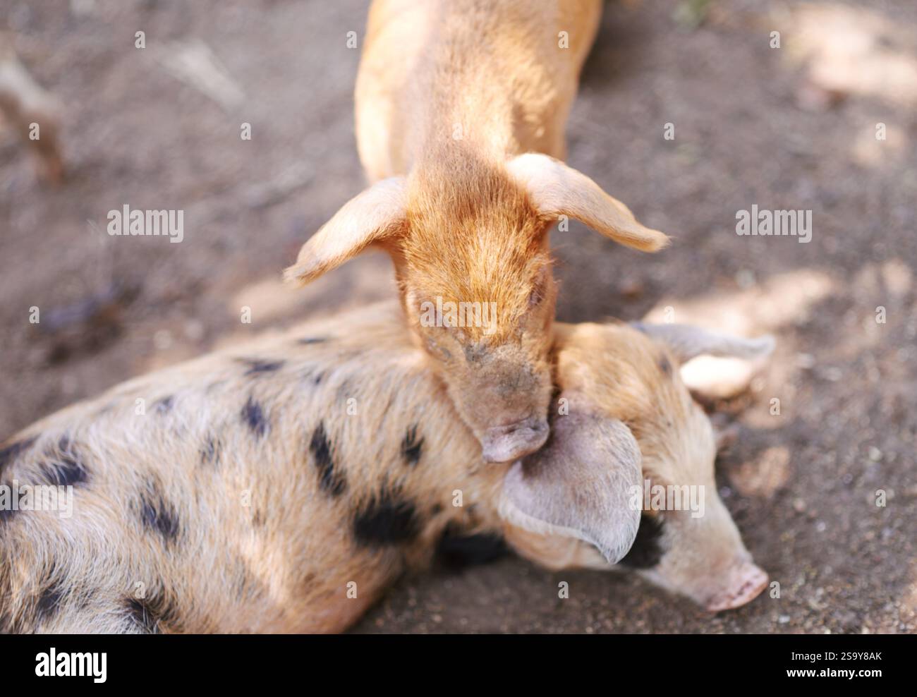 Pigs, barn or sleeping on farm for growth, sustainable business and ...