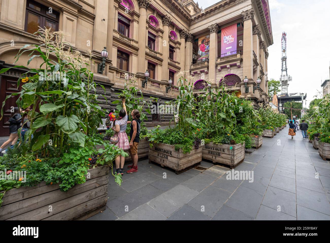 Urban farming, urban agriculture, food planters, food, vegetables, cost ...