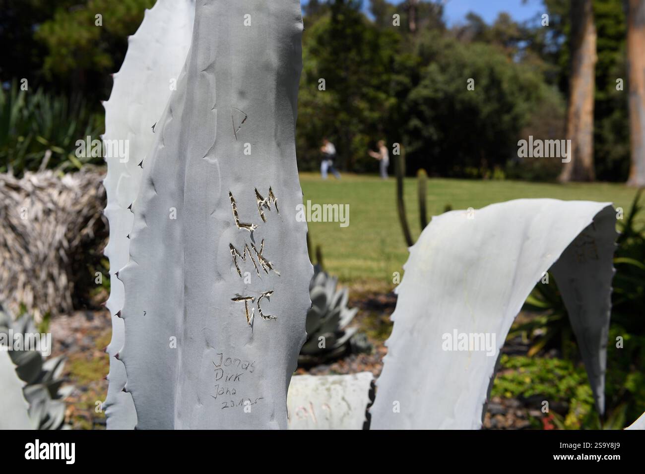 Names and initials of people carved into the leaves of an aloe plant ...
