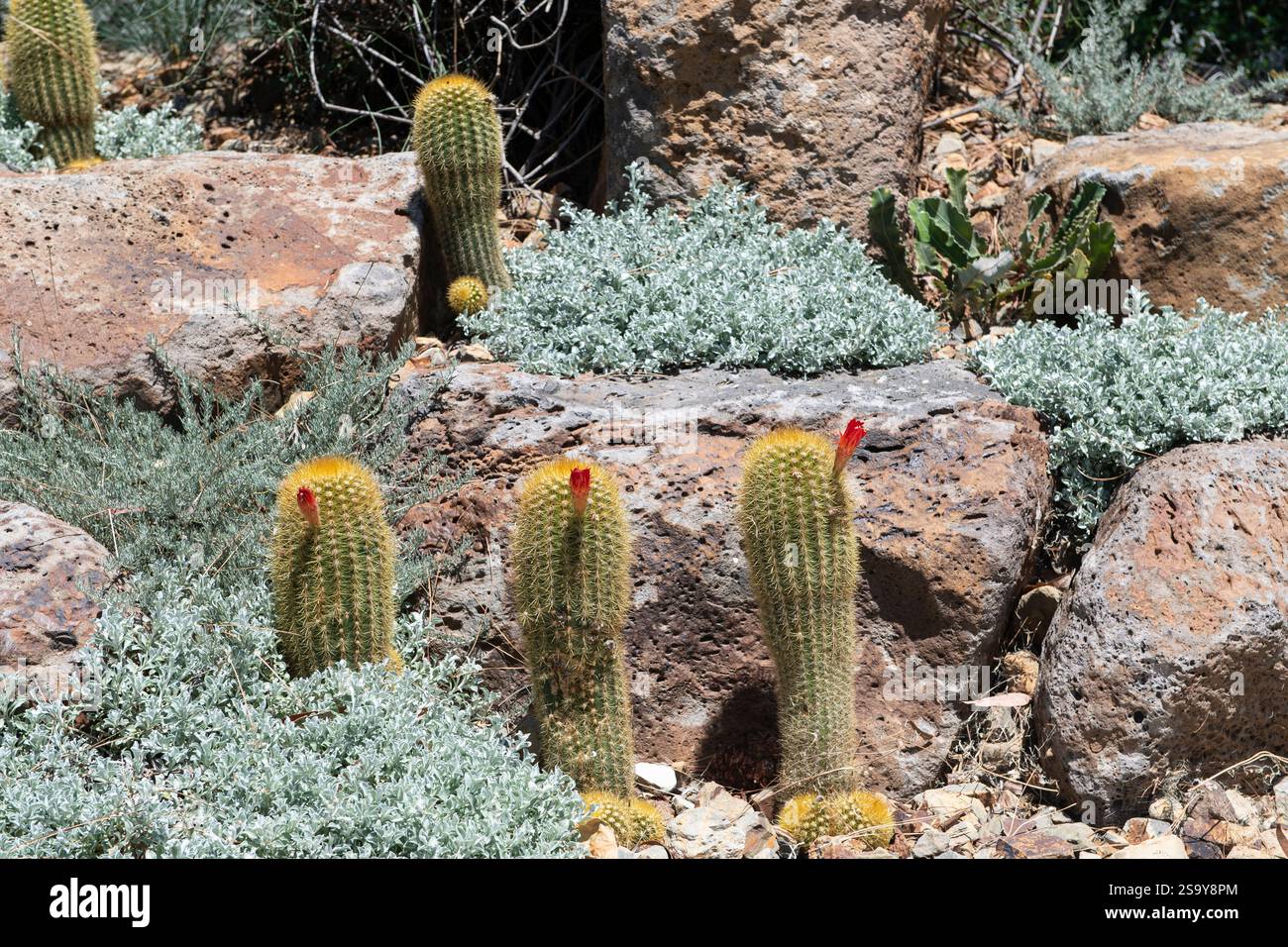 Cleistocactus hi-res stock photography and images - Alamy