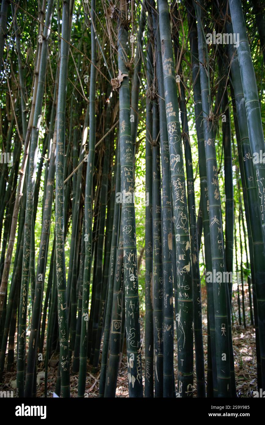 Dendroglyphs, carving of names in the bark stems of Bambusa oldhamii ...