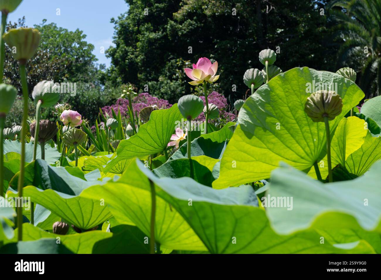 Blooms and seed pods of Nelumbo Nucifera Carolina Queen lotus flowers ...