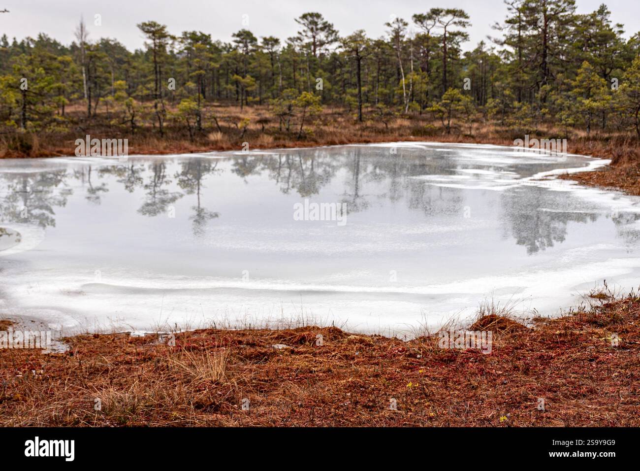 winter landscape of a swamp without snow, pond covered with ice ...