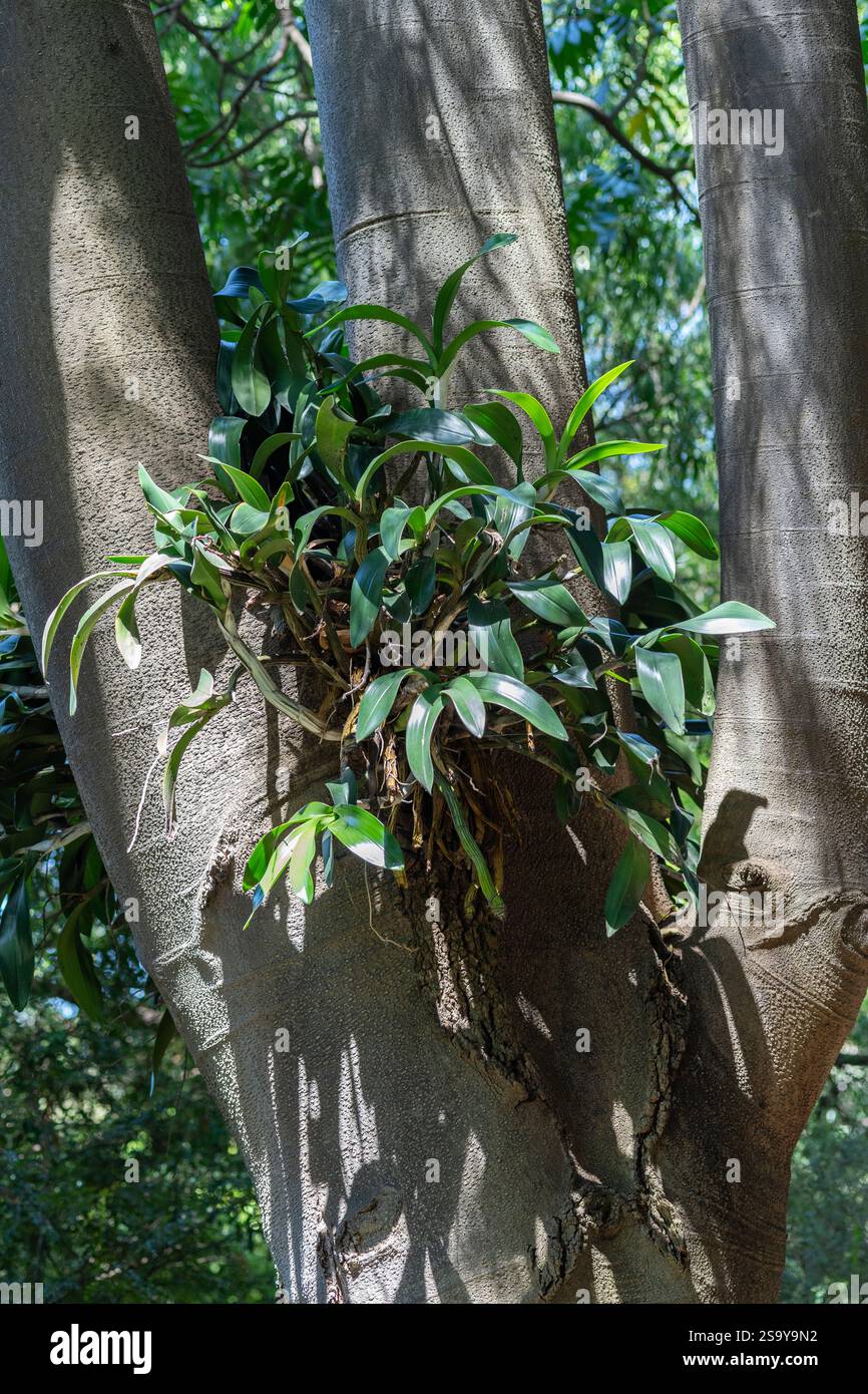 Royal botanic garden melbourne victoria hi-res stock photography and ...