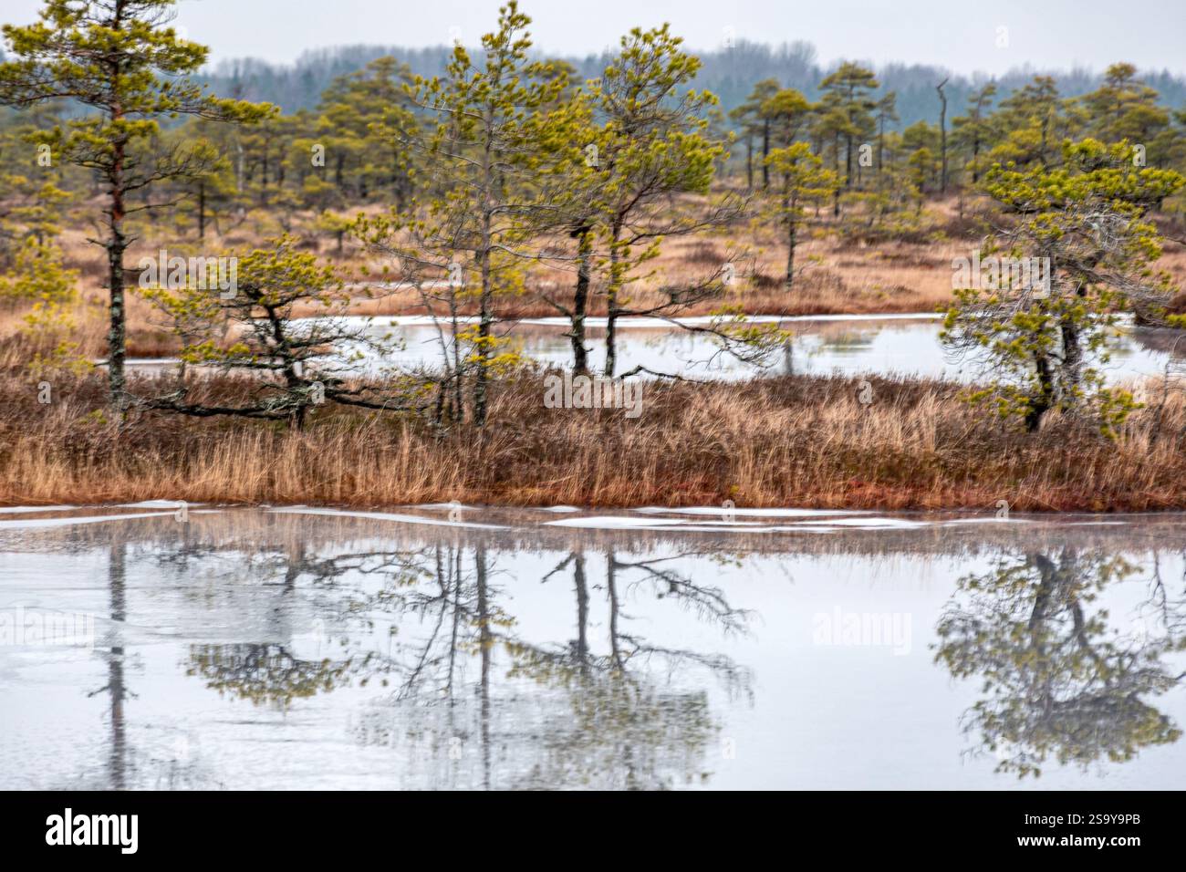 winter landscape of a swamp without snow, pond covered with ice ...